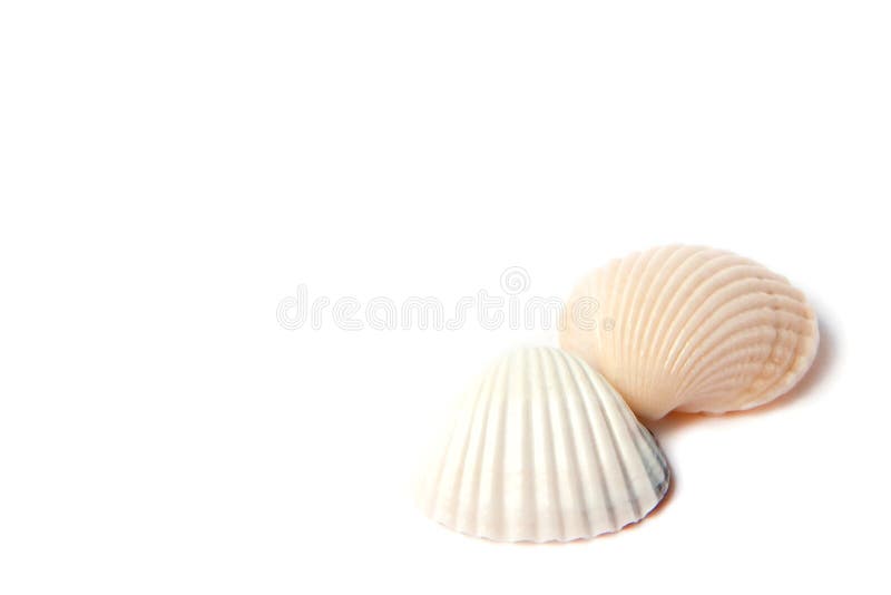 Two Sea Shells Picture. Image: 933666
