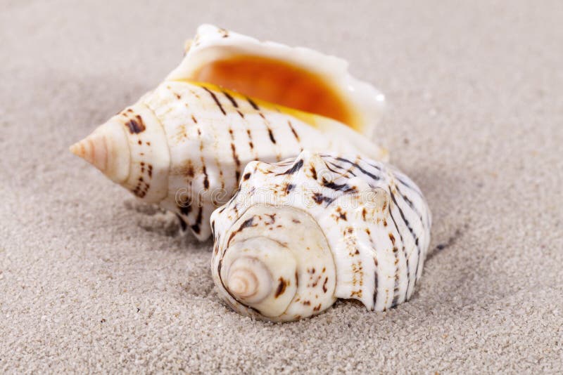 Two Sea Shells Lying on the Sand, Close Up Stock Image - Image of ...