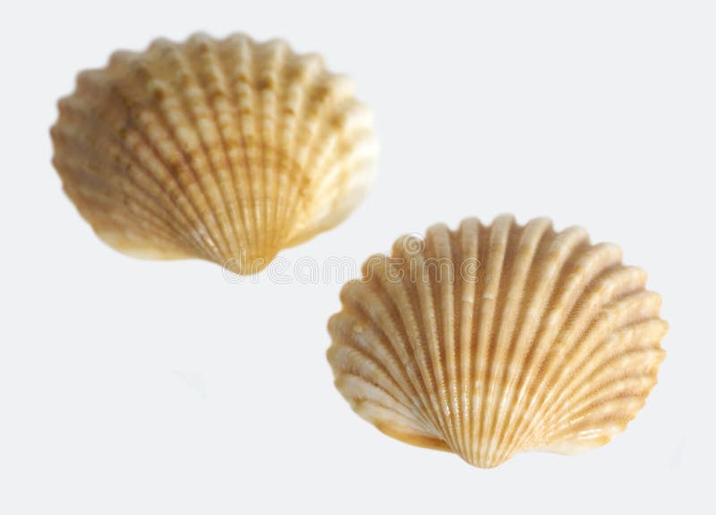 Two Sea Shells Picture. Image: 933666