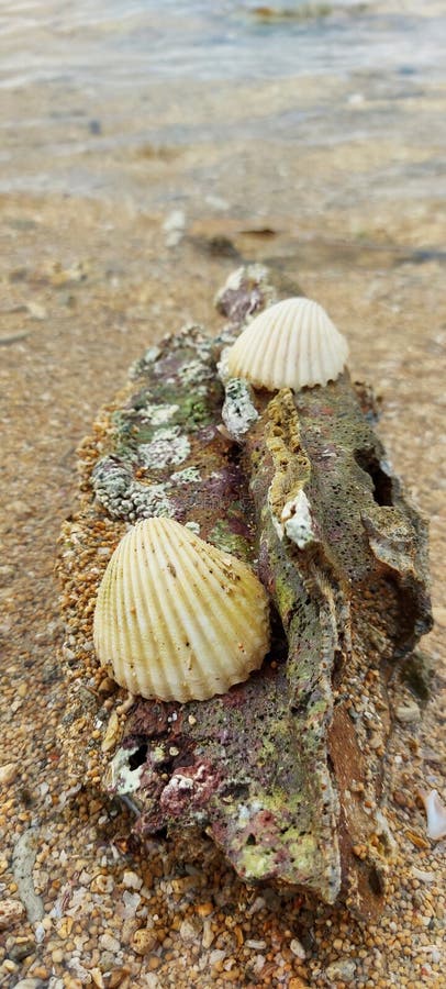 Two Sea Shells Picture. Image: 933666