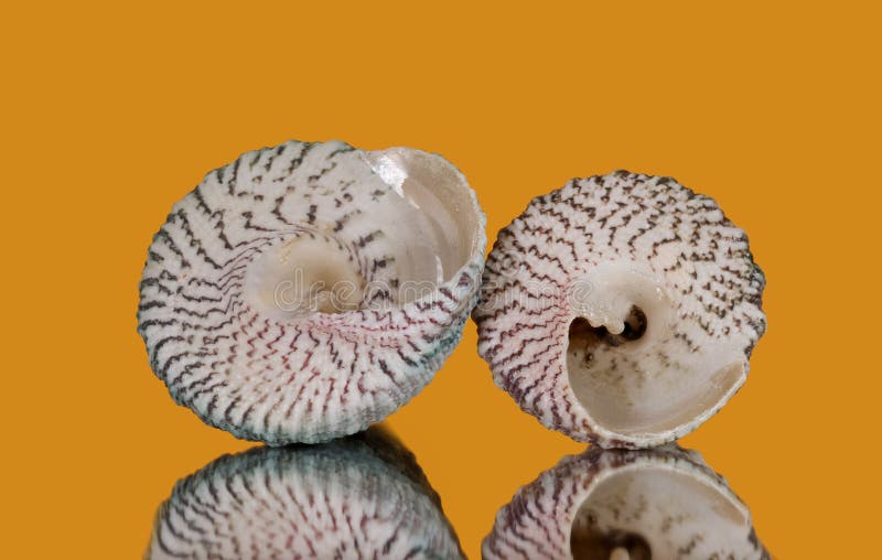 Two Sea Shells on Orange Background with Reflection Stock Image - Image ...