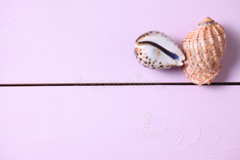 Two Sea Shells Picture. Image: 933666