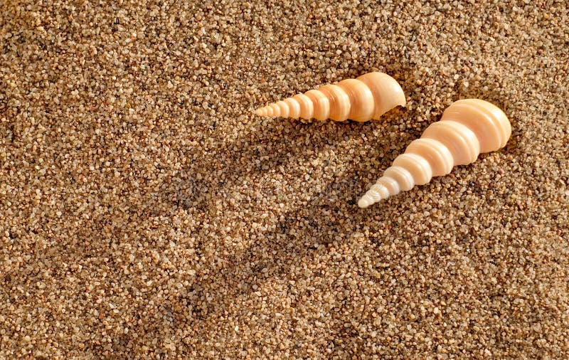 Two Sea Shells Picture. Image: 933666