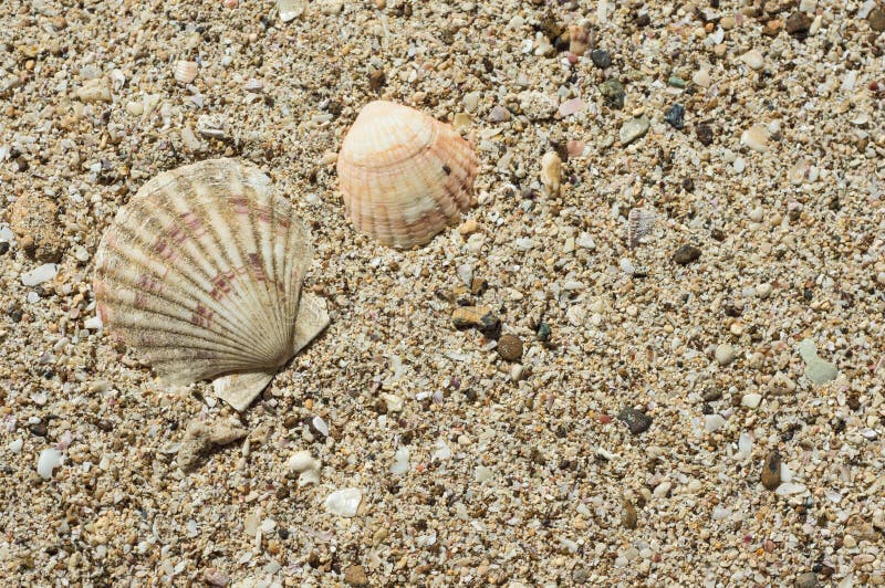 Two Sea Shells Picture. Image: 933666