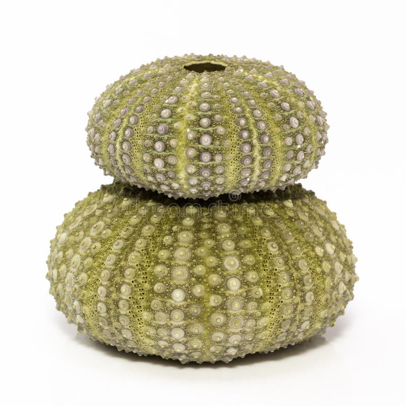 Two Sea Shells Picture. Image: 933666