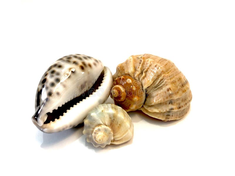 Two Sea Shells in the Shape of a Spiral and Spotted Seashell Stock ...