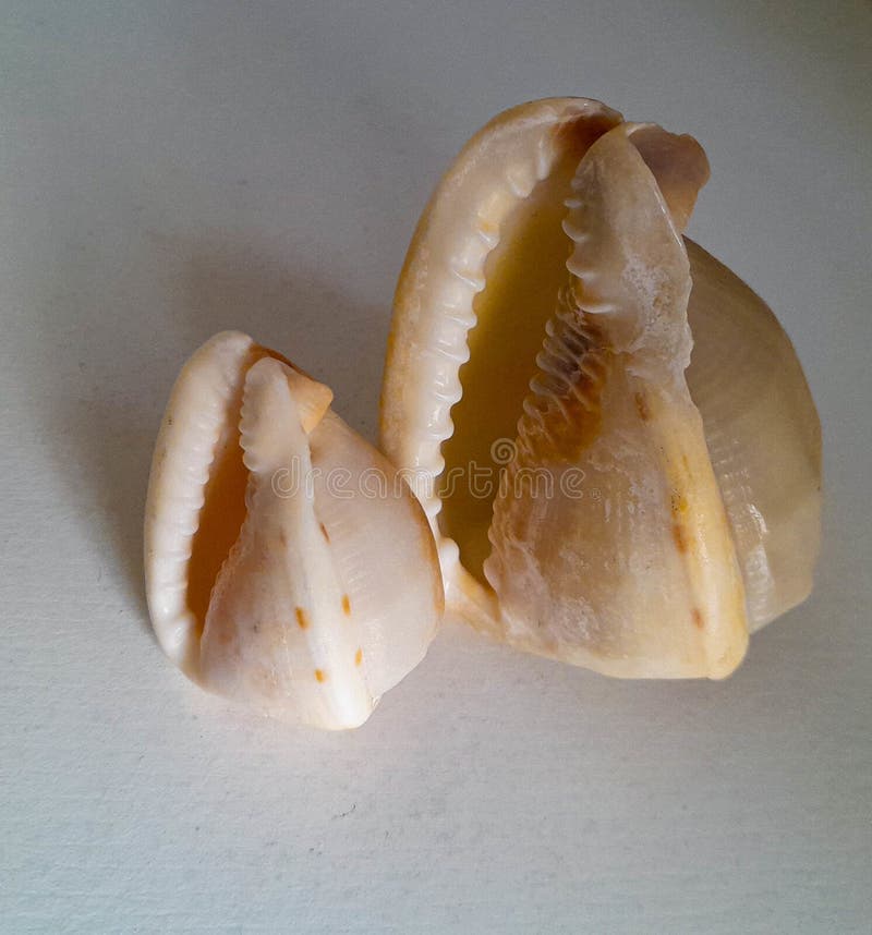Two sea shells standing stock image. Image of seashell - 325730293