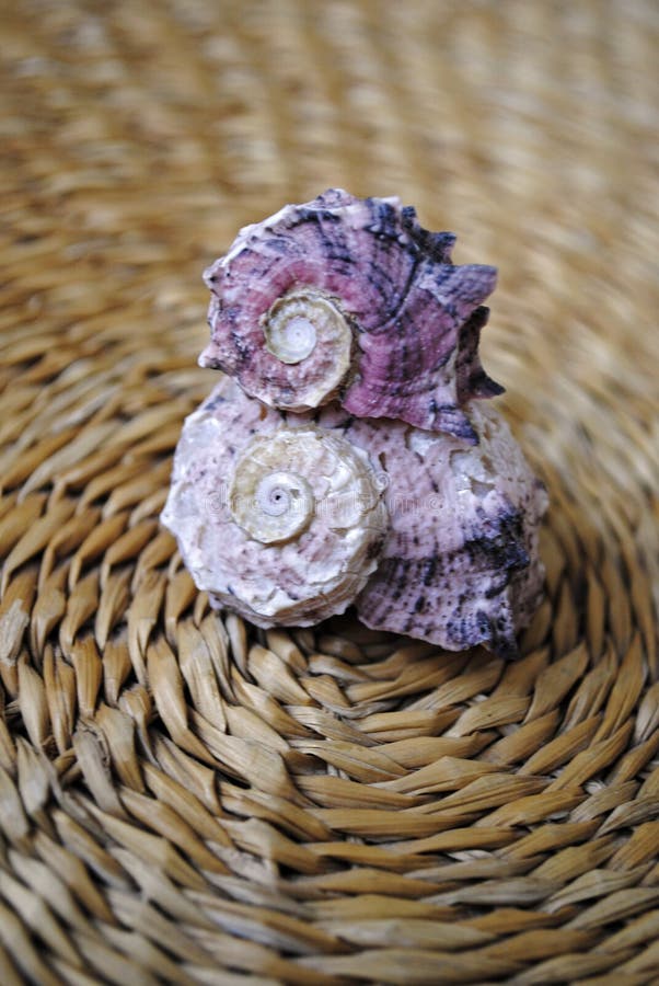 Two Sea Shells Picture. Image: 933666