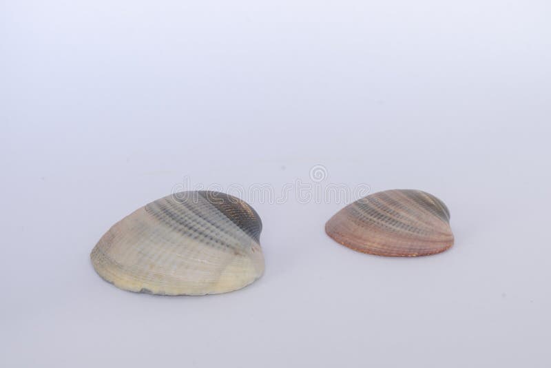Two Sea Shells Picture. Image: 933666