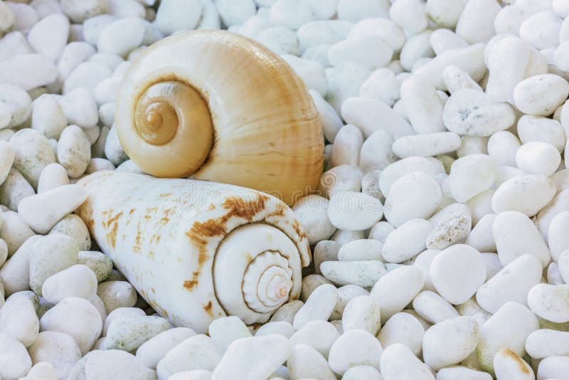 Two Sea Shells Picture. Image: 933666