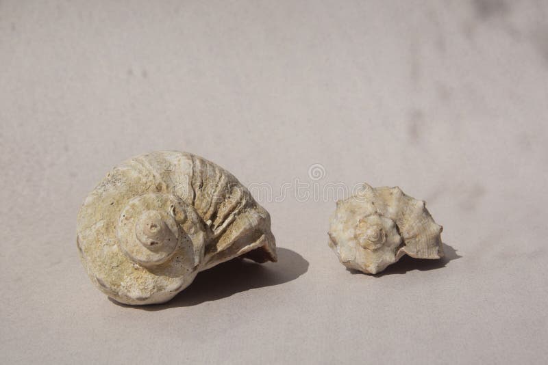 Two Sea Shells Picture. Image: 933666