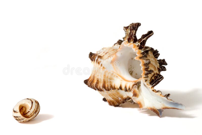 Two Sea Shells Picture. Image: 933666