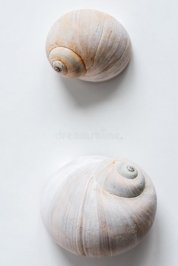 Two Sea Shells Picture. Image: 933666