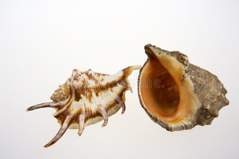 Two Sea Shels on Isolated White Stock Image - Image of wildlife, marine ...