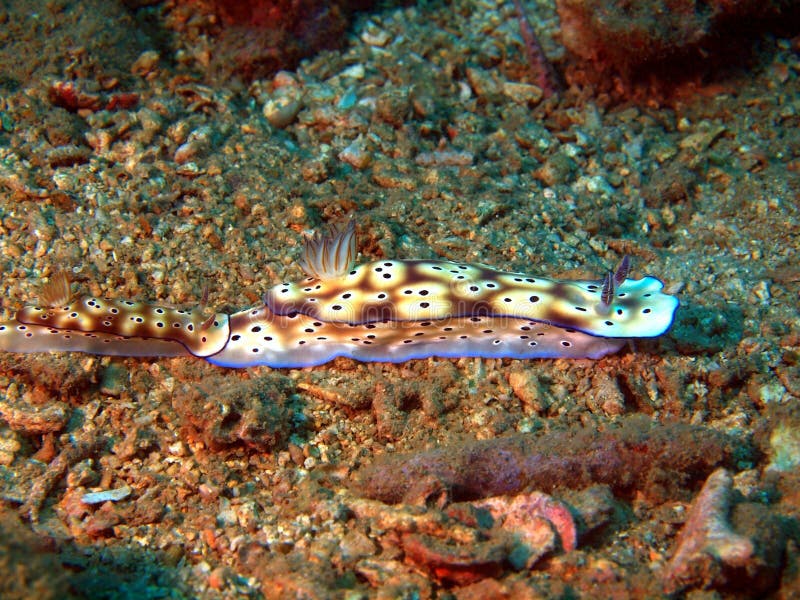 Sea Slugs of the South-Chinese Sea Stock Photo - Image of invertebrate ...