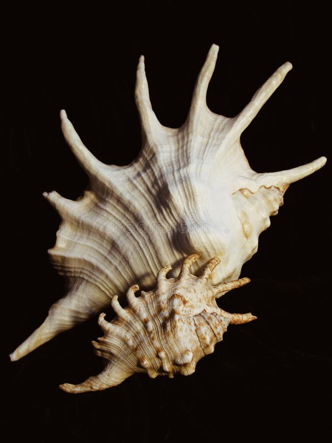 Spiky Conch Stock Photos - Free & Royalty-Free Stock Photos from Dreamstime