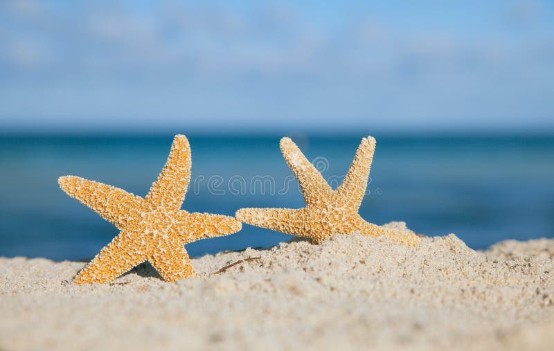 Two Sea Star Starfish on Beach Stock Photo - Image of leisure, resort ...