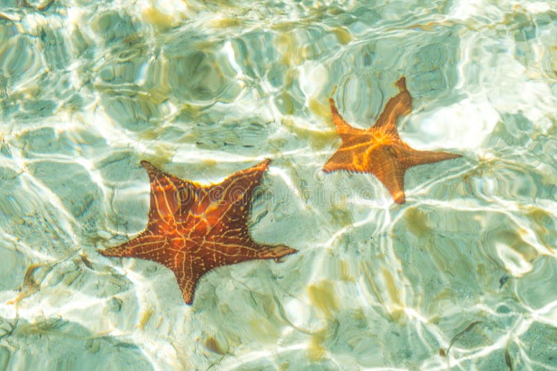 Two Sea Stars in Ocean - Star Fish Underwater - Stock Image - Image of ...