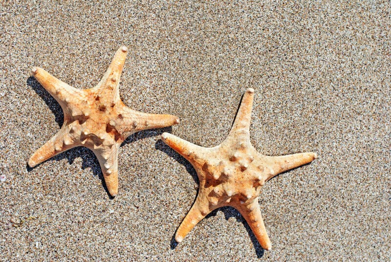 116 Two Sea Stars Sand Beach Background Stock Photos - Free & Royalty ...