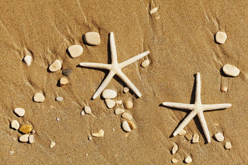 Two Sea Stars or Starfish on Sandy Beach Top View. Stock Image - Image ...