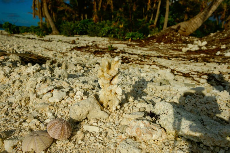 Two Sea-urchin Shells Washed Up on Beach of Broken Coral Stock Photo ...