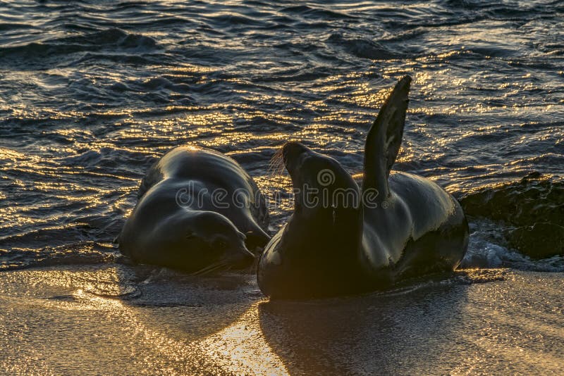 Two Sea Wolf at Shore of Beach, Galapagos, Ecuador Stock Photo - Image ...