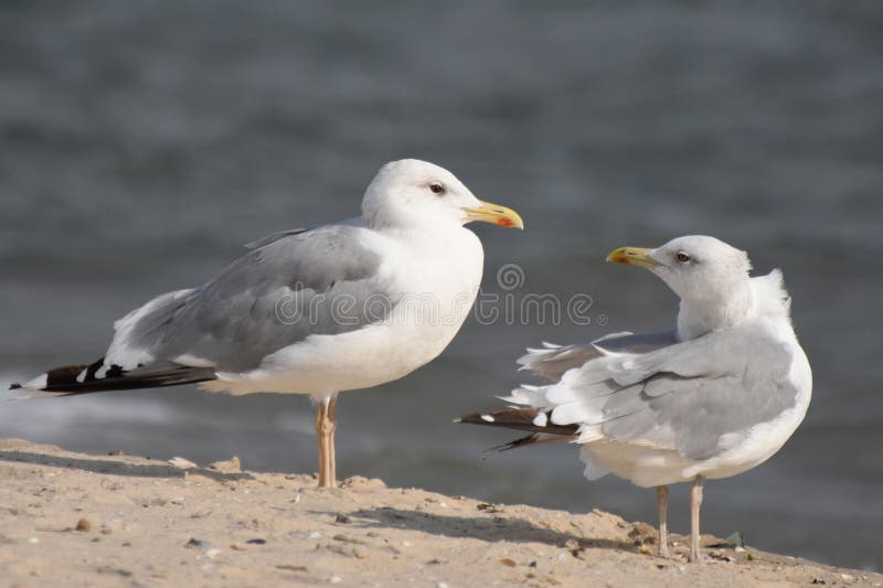 Two Seagull Bird Seabirds Standing Feet Sea Beach Stock Photos - Free ...