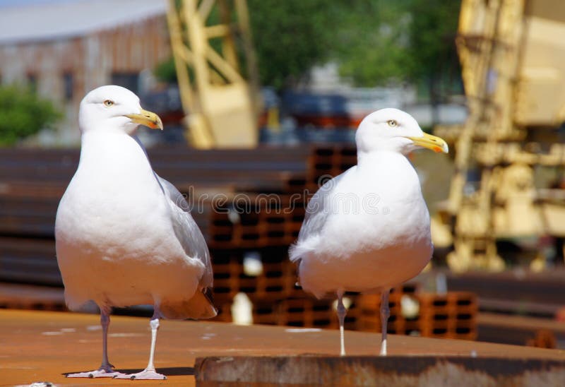 Two seagulls stock photo. Image of nature, beak, feather - 25308716