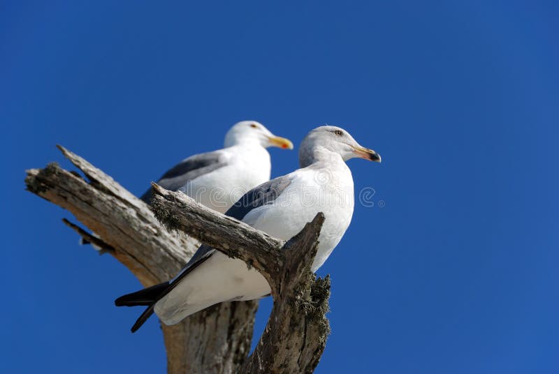 Two Seagulls stock photo. Image of birds, blue, feathered - 7387284