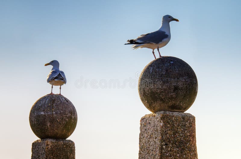 Two seagulls stock image. Image of bird, columns, animal - 71538581