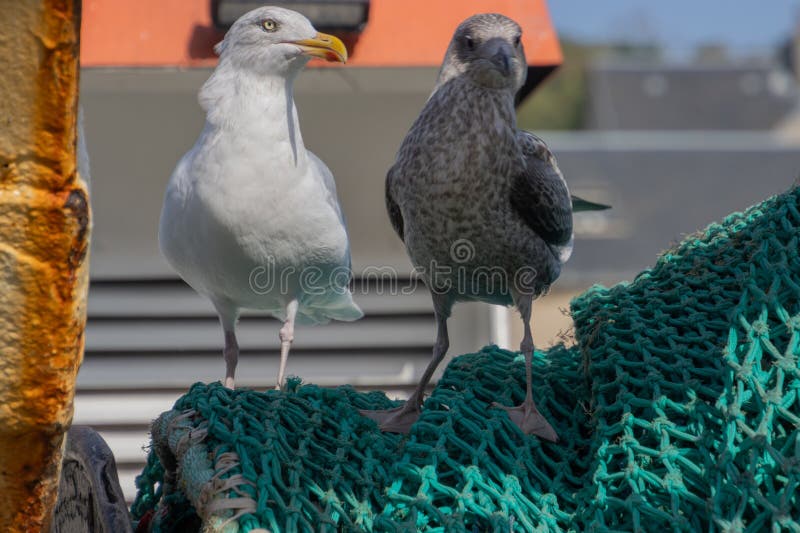 Two Seagulls Fighting for Food Leftovers in a Fishing Net Stock Image ...