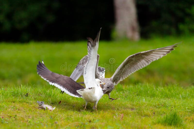 Two Seagulls Fighting Over a Fish Stock Photo - Image of bill, head ...