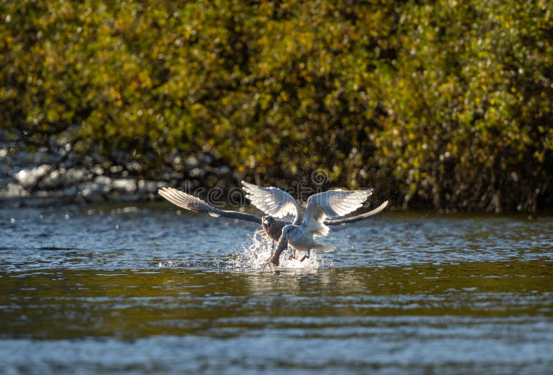 Two Seagulls Fighting Over a Fish Scrap Stock Image - Image of northern ...