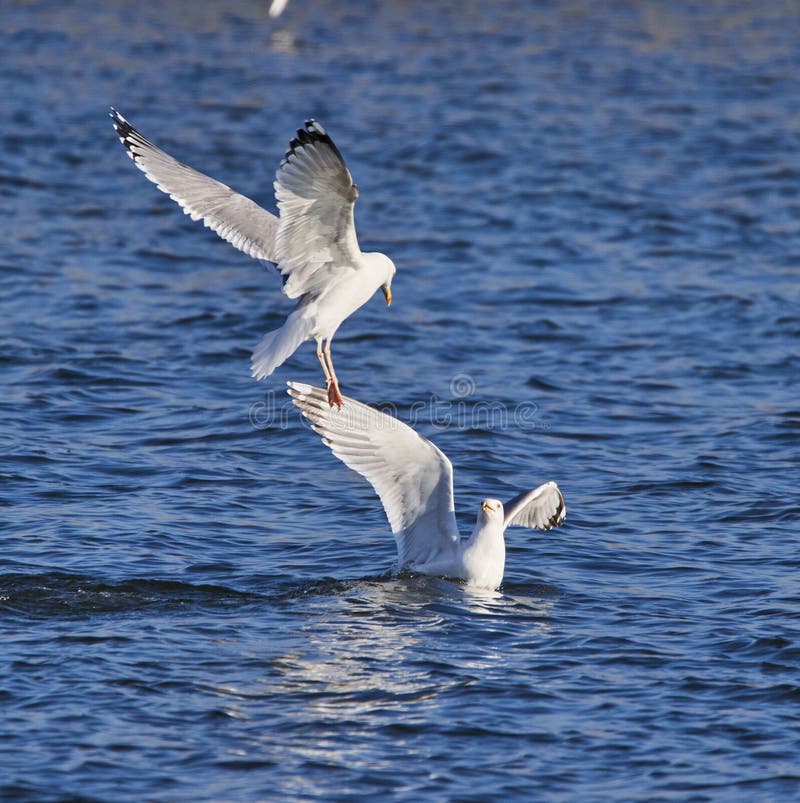 Seagulls fighting on water stock photo. Image of lake - 169854876