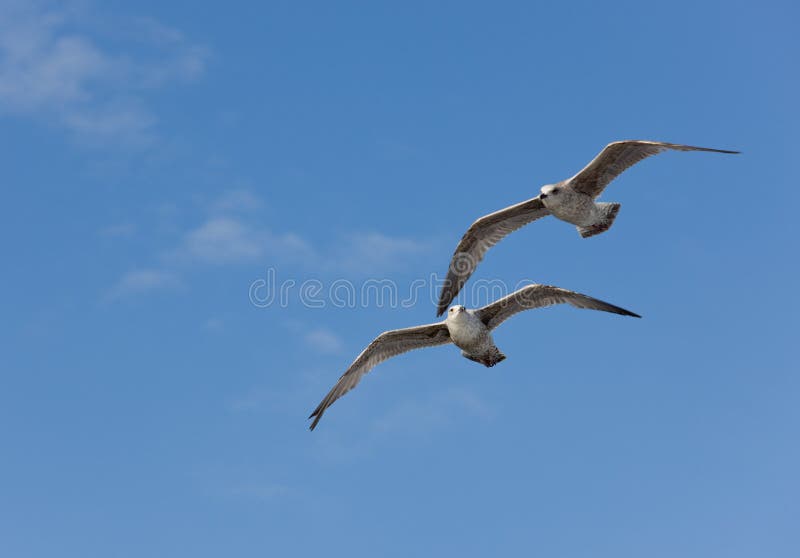 Two seagulls in flight stock photo. Image of elegance - 14309324
