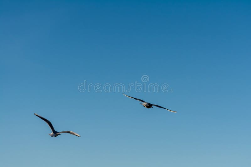Two Seagulls in Flight Against a Clear Blue Sky, Wildlife Background ...