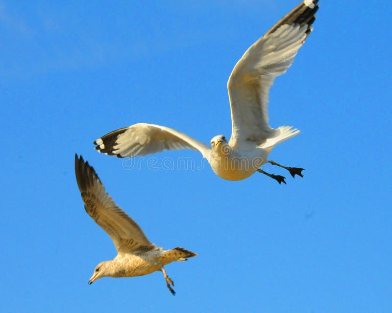 Two seagulls in flight. stock photo. Image of winged - 47708556