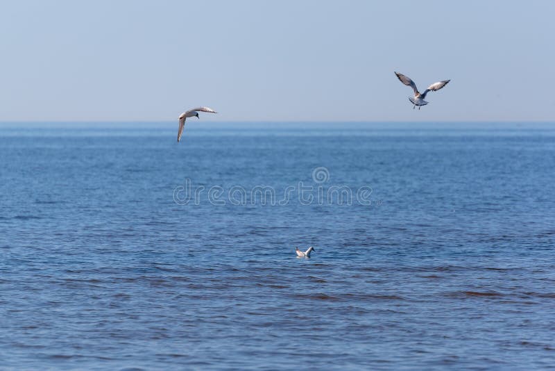 Two Seagulls in Flight and One Floats in the Sea Stock Image - Image of ...