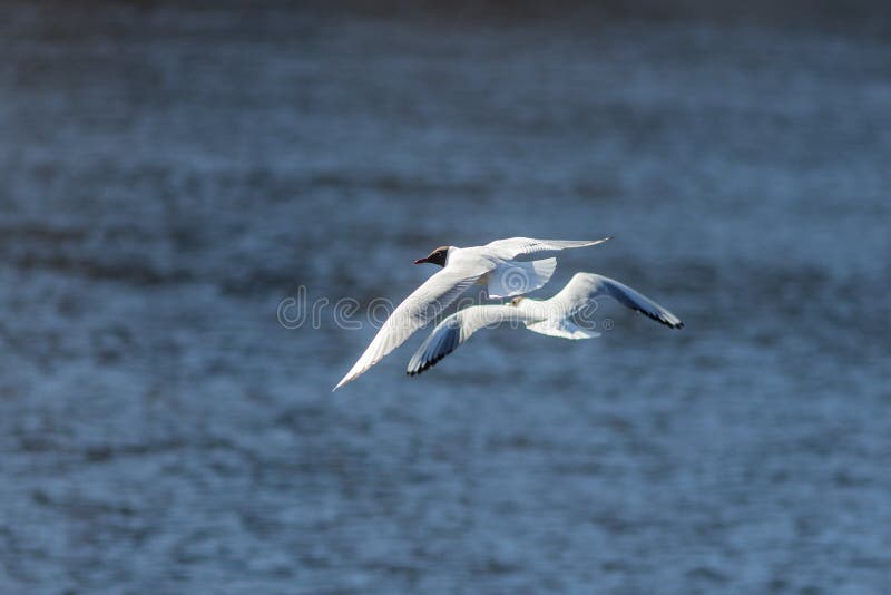 Two seagulls in flight stock image. Image of water, ornithology - 246568877