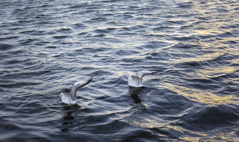 Two Seagulls Float on the Waves in the Water, Ready To Take Off Stock ...
