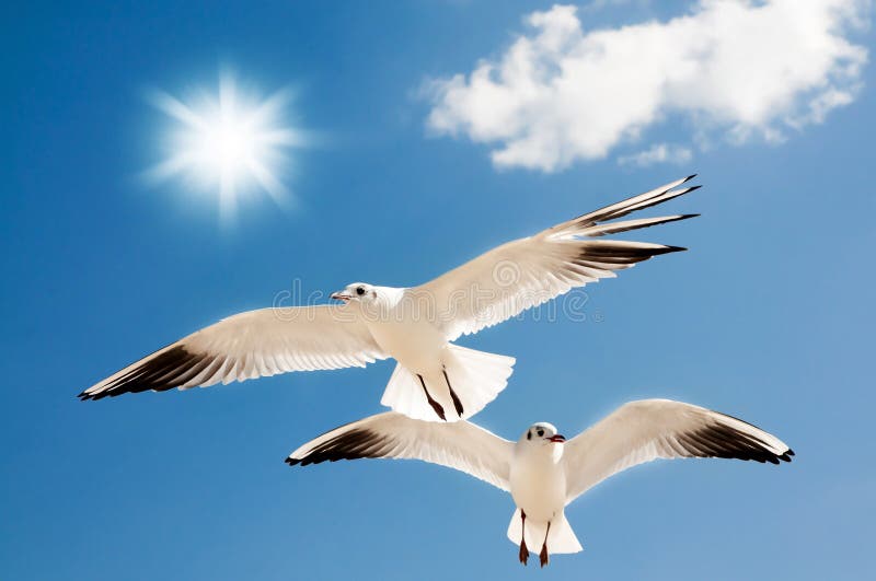 Two seagulls are flying stock image. Image of seagull - 25222497