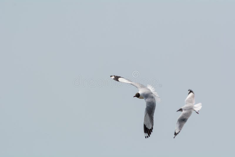 Two seagulls flying. stock image. Image of together, dream - 70945077