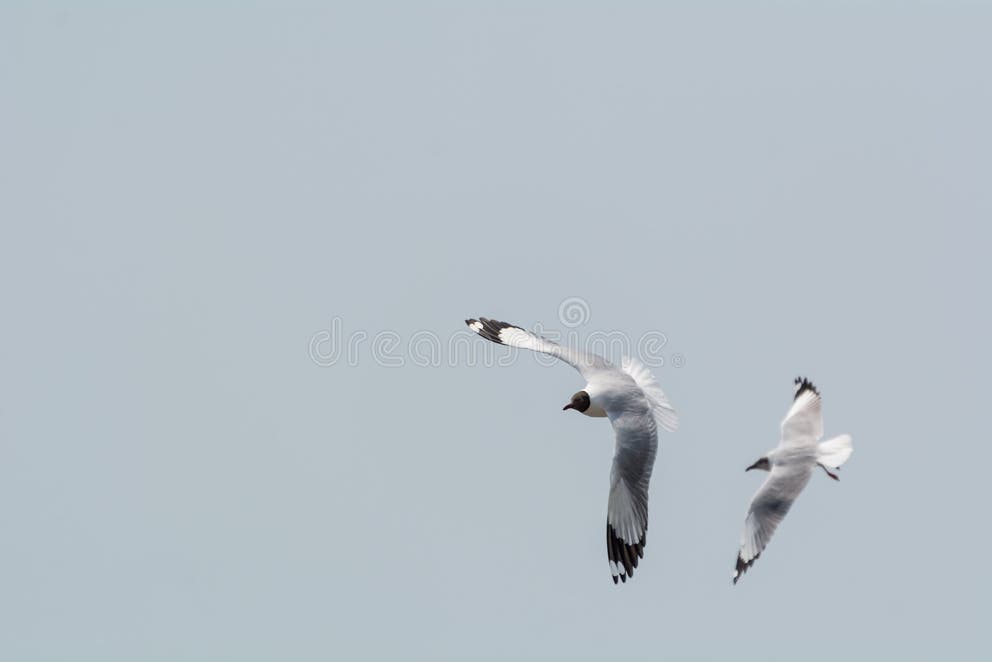 Two seagulls flying. stock image. Image of together, dream - 70945077