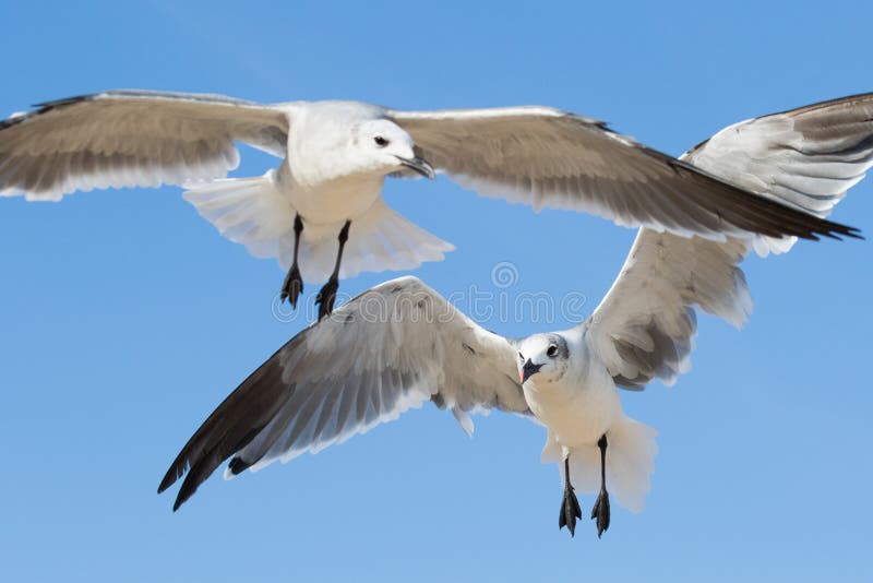 Two Seagulls Flying Overhead Stock Image - Image of seagulls, seagull ...