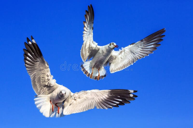 Two seagulls flying. stock photo. Image of soar, seagulls - 273746990