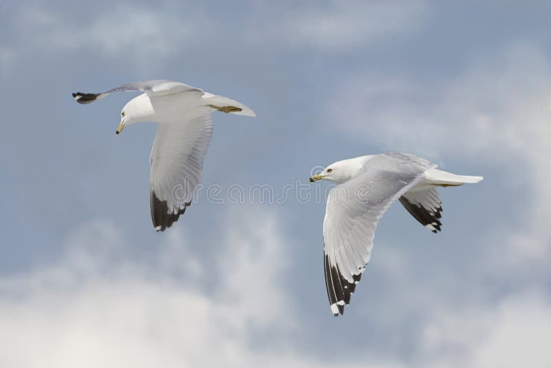 Two Seagulls stock photo. Image of sunny, seagull, animal - 53338516