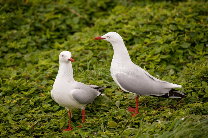 Seagulls Mating stock photo. Image of nature, pair, bird - 10119286