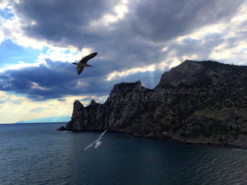 Two seagulls stock photo. Image of seagulls, beautiful - 84007616