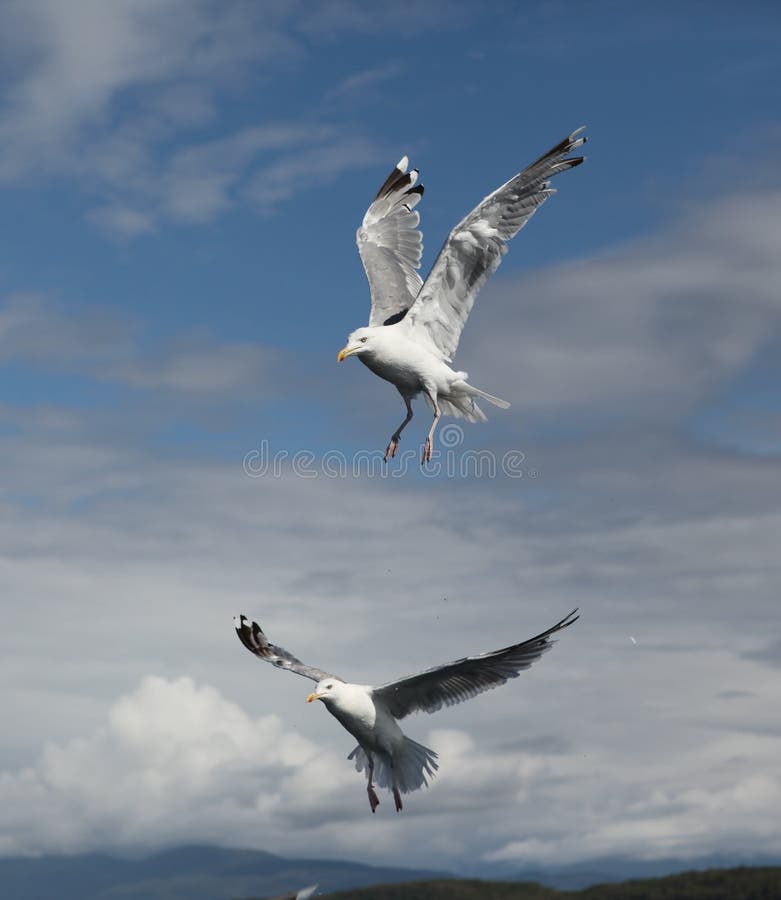 Two seagulls stock photo. Image of blue, skies, pair, animal - 6860376