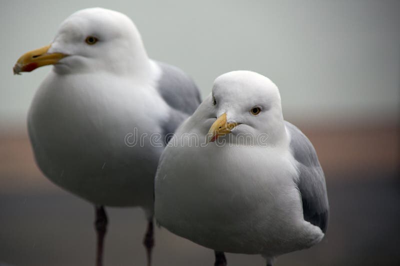 Two Seagulls stock photo. Image of seagulls, large, ledge - 46936526